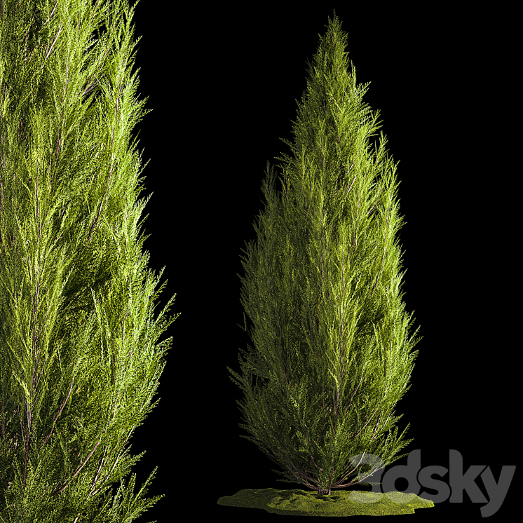 Blue thuja and cypress for landscape design. Plant collection 1165 ...