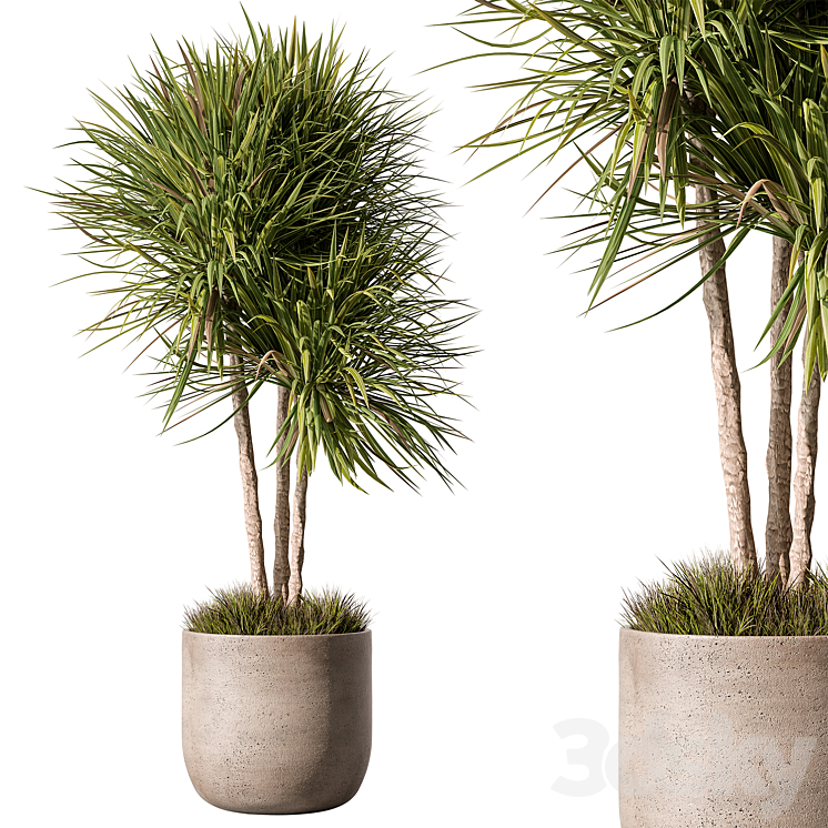 indoor Plant 485 - Yuka Plant - Indoor - 3D model