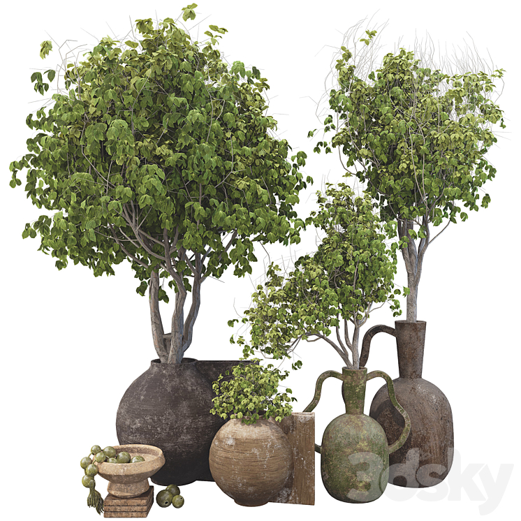 Plant Collection Set 64 _ Decorative Potted Tree - Outdoor - 3D model