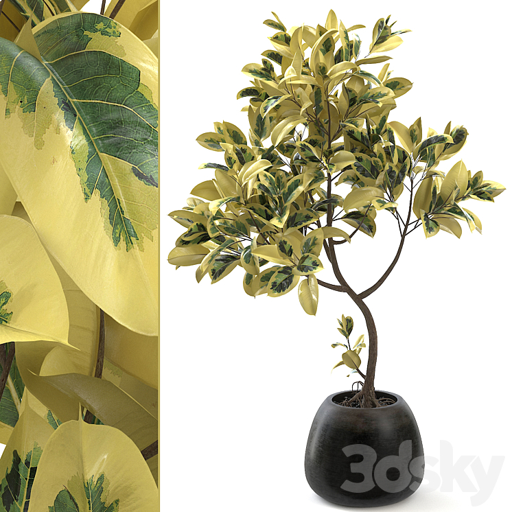 Rubber Tree 005 - Indoor - 3D model