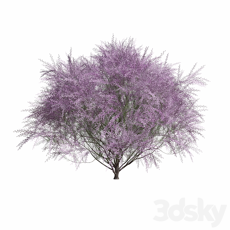 Tamarix Gallica - Tree - 3D model