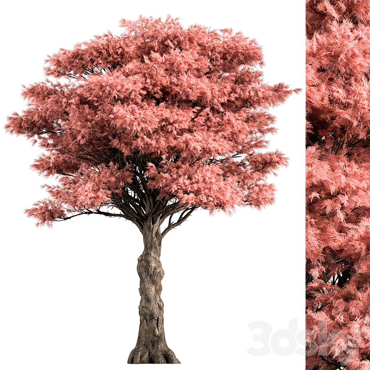 Japanese Maple - Tree Set 151 - Tree - 3D model