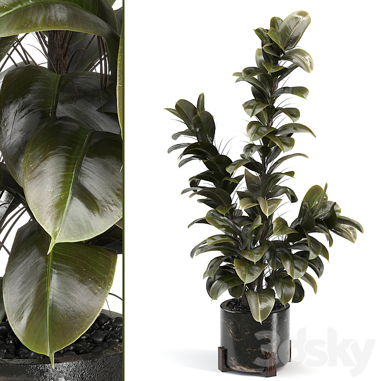 Rubber Tree 012 - Indoor - 3D model