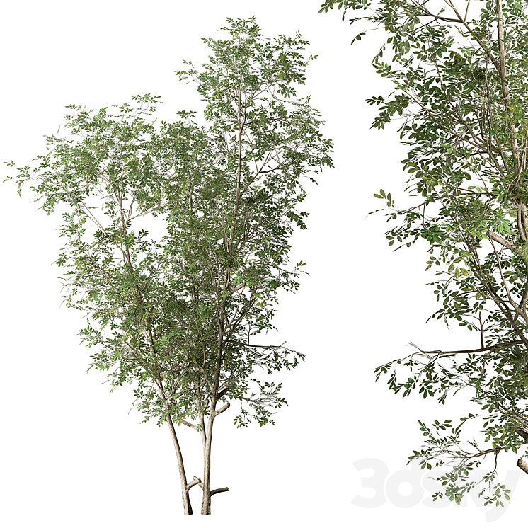 Sapling Sourwood - Tree Set 164 - Tree - 3D model