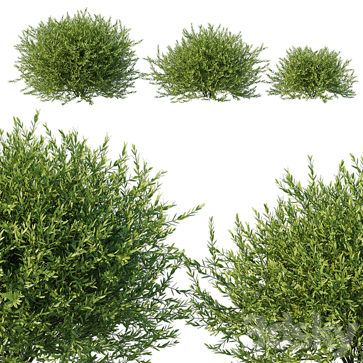Olive Little Ollie 02 - Bush - 3D model