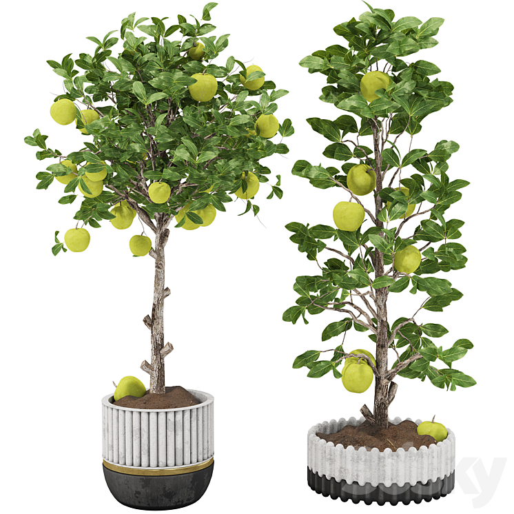 Indoor Apple Tree in Pot 125 - Indoor - 3D model