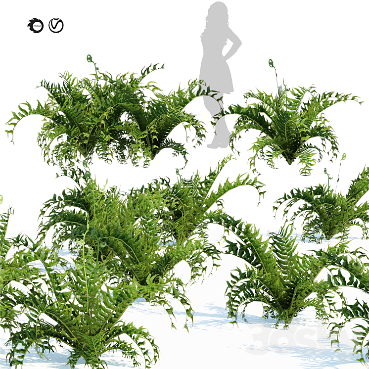 Evergreen Fern Plants - Grass - 3D model