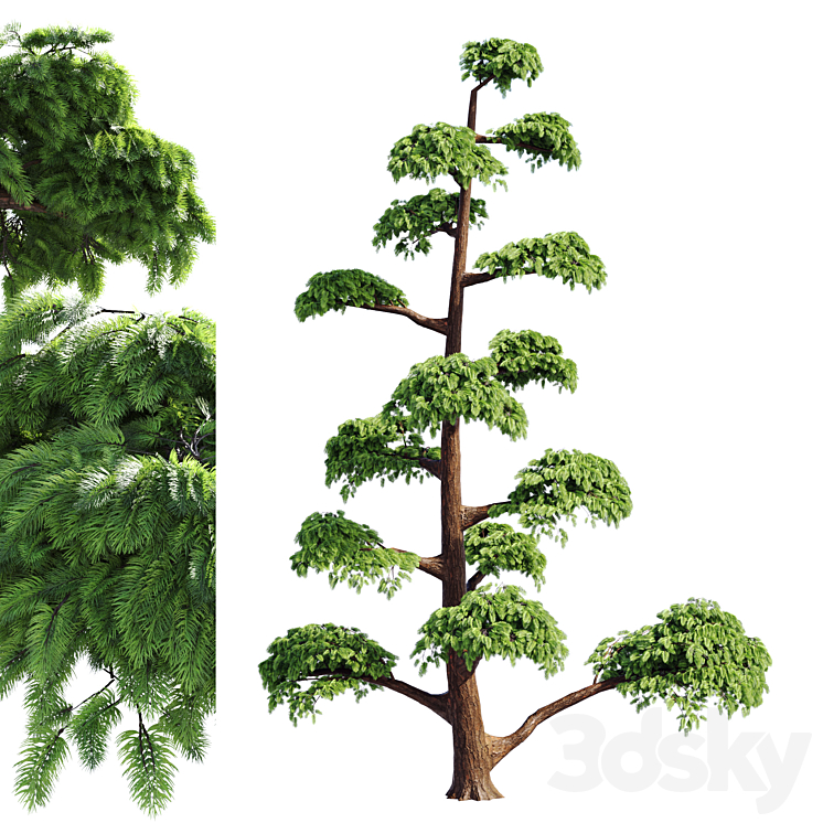 Pruned Pine | HQ | Corona | PBR - Tree - 3D model