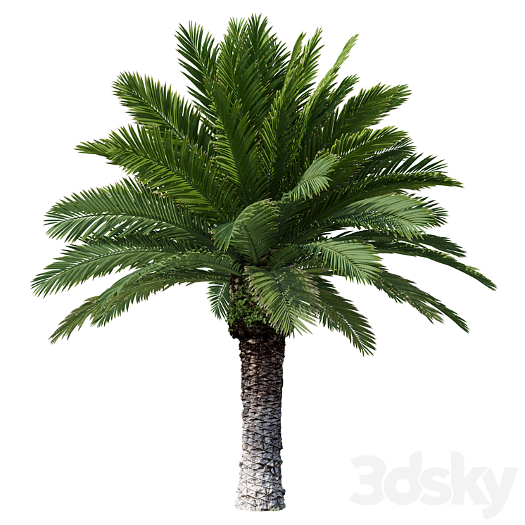 Canarian date Phoenix Canariensis V4 February+December - Tree - 3D model