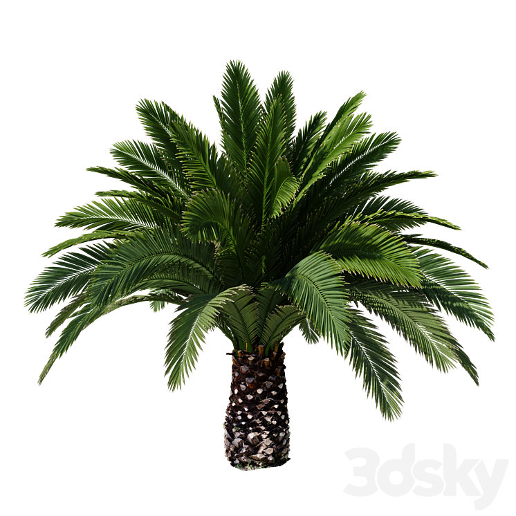 Canarian date Phoenix Canariensis V5 February+December - Tree - 3D model