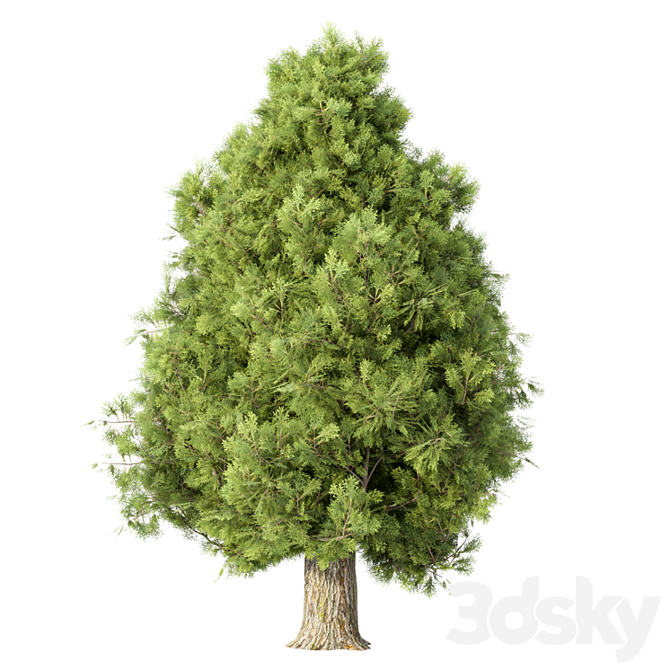 California Incense Cedar Tree No.43 - Tree - 3D model