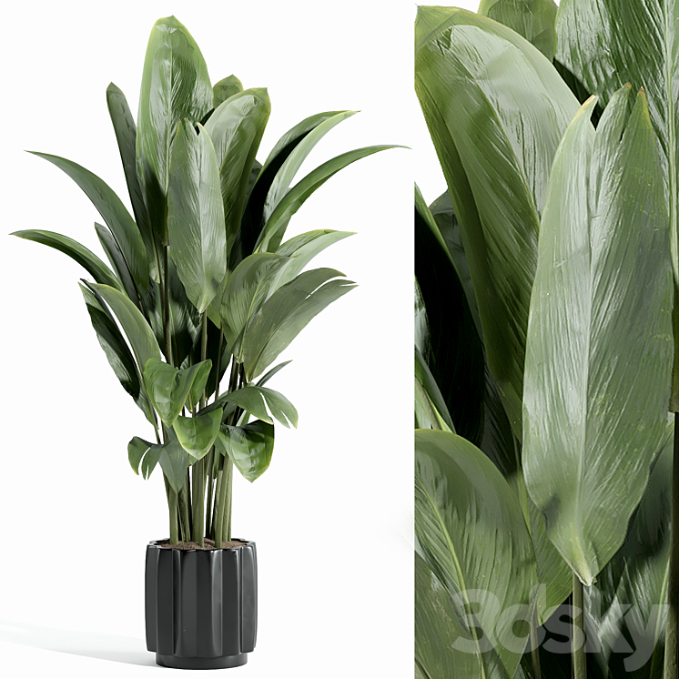 indoor plant - set 42 - Indoor - 3D model