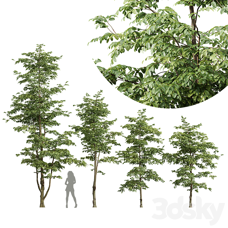 Carpinus Betulus - Tree - 3D model
