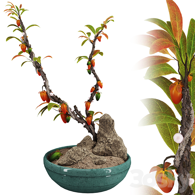 Persimmon Bonsai Tree in Vase 236 - Indoor - 3D model