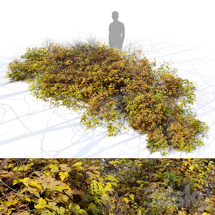 Bush 024 - Bush - 3D model
