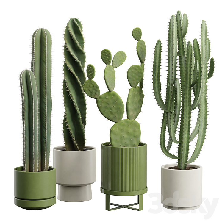 Cactus Pack 02 - Indoor - 3D model