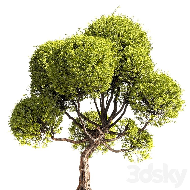 Spherical tree 003 - Tree - 3D model