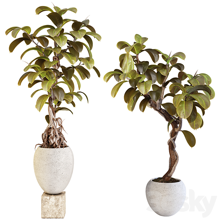Bonsai Ficus Elastica Rubber Tree Set 258 - Indoor - 3D model