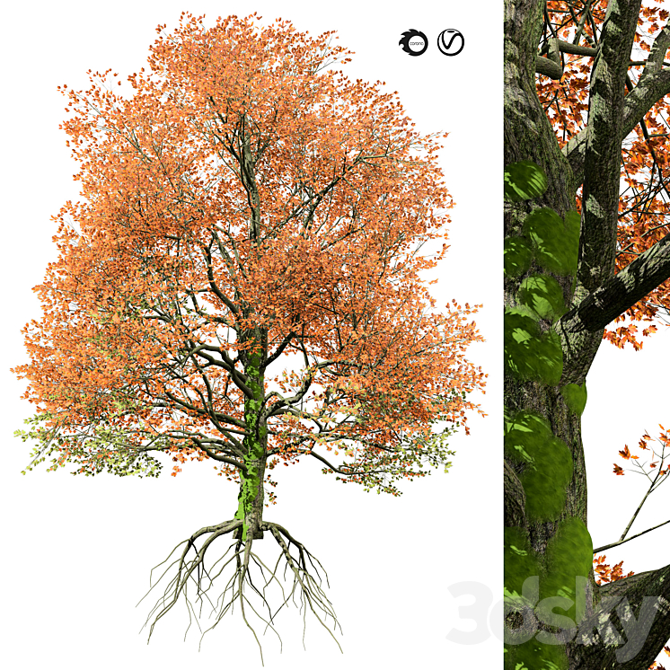 Detailed bigleaf maple trees with trunk moss 3d model - Tree - 3D model