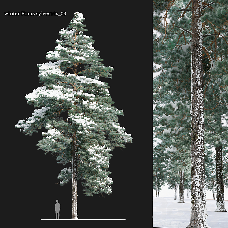 Winter pinus sylvestris 03 - Tree - 3D model
