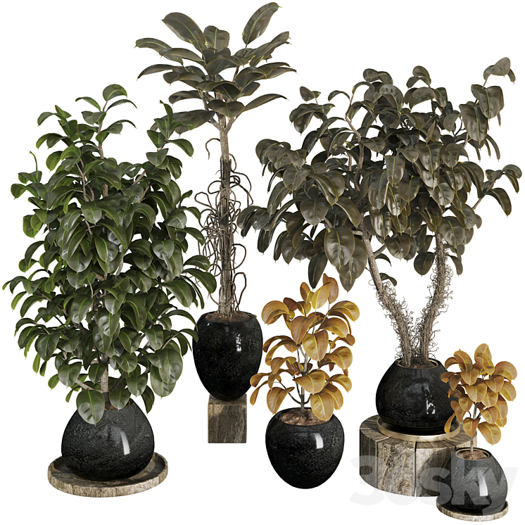Bonsai Jungle Ficus Elastica Rubber Tree Collection 263 - Indoor - 3D model