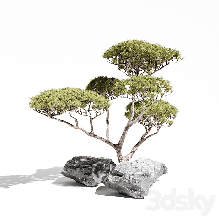 Japanese tree - Outdoor - 3D model