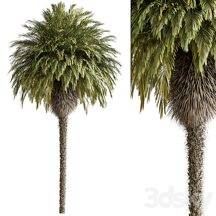 Windmill Palm - Tree Set 288 - Tree - 3D model