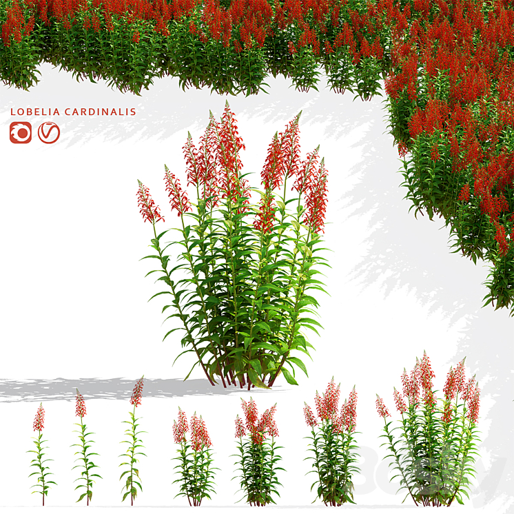 Lobelia purpurea flowers | Lobelia cardinalis - Bush - 3D model