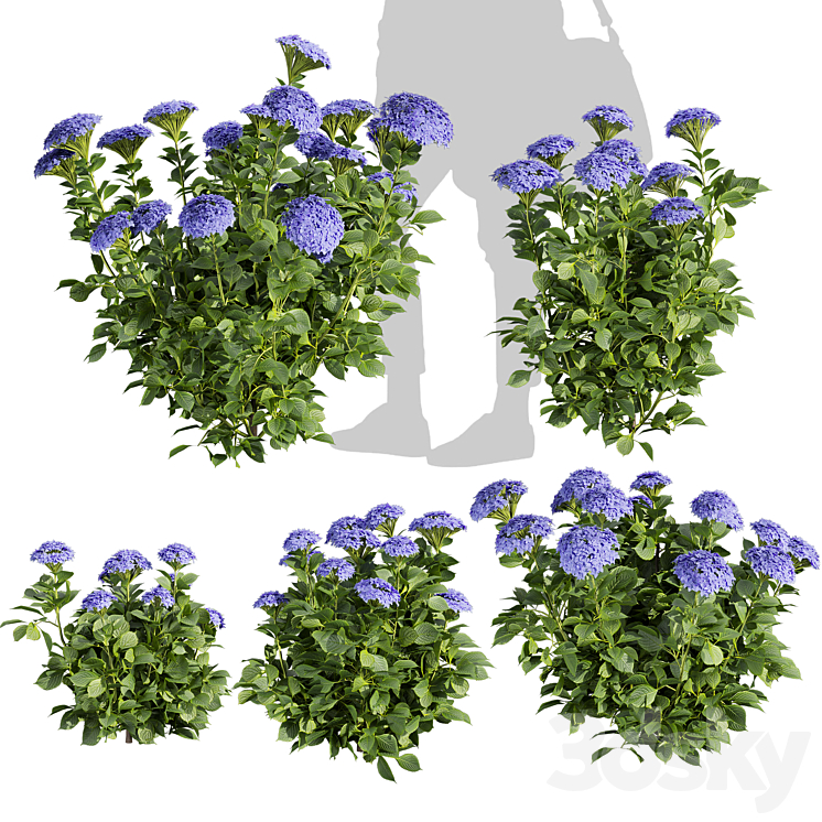 Collection plant vol 563 - shurb - Hydrangea - Macrophylla - Bush - 3D ...