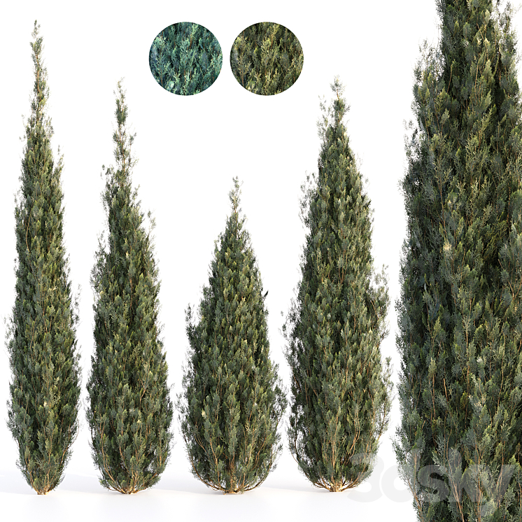 Juniperus Trees with two leaf colors - Tree - 3D model