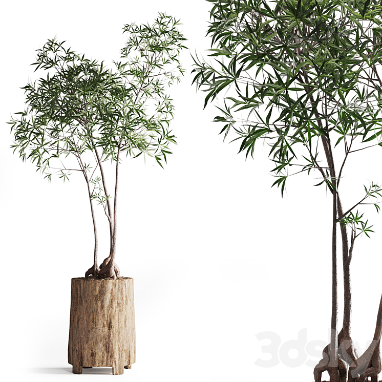 Australian bottleneck plant in Wooden Planter - Indoor - 3D model