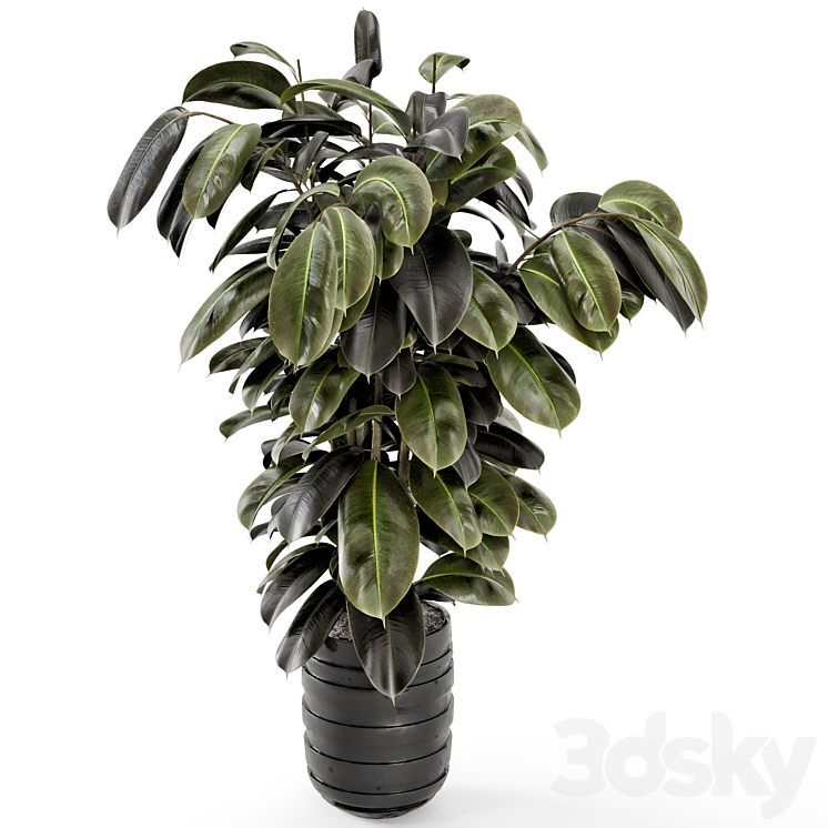 Indoor Plants Ficus in Dark pot - Set 2214 - Indoor - 3D model