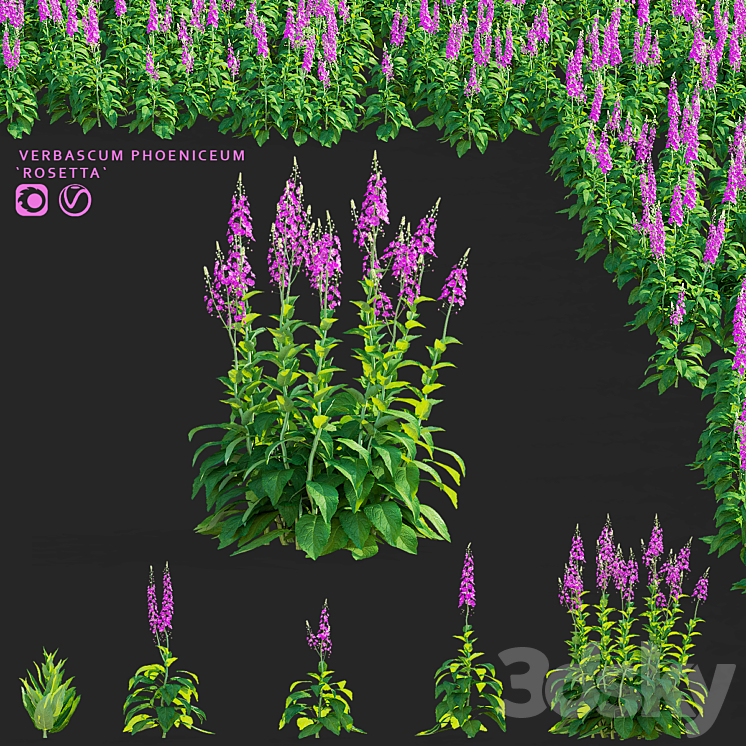Pink mullein flowers | Verbascum phoeniceum Rosetta - Bush - 3D model