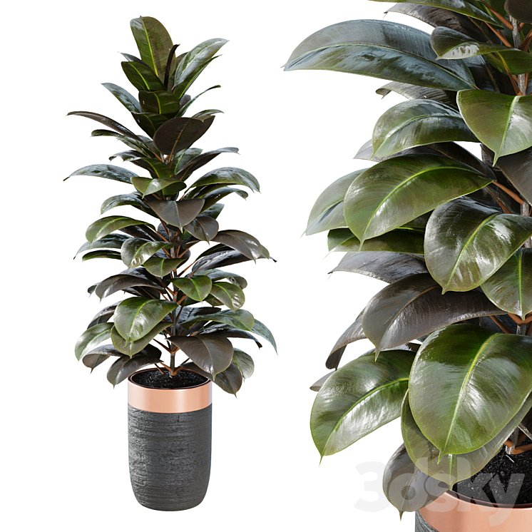 Indoor Plant - Ficus Elastica Black - Indoor - 3D model