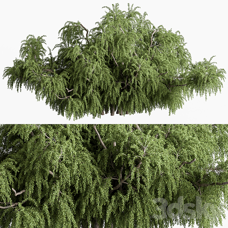 Willow Bush Set 145 - Bush - 3D model