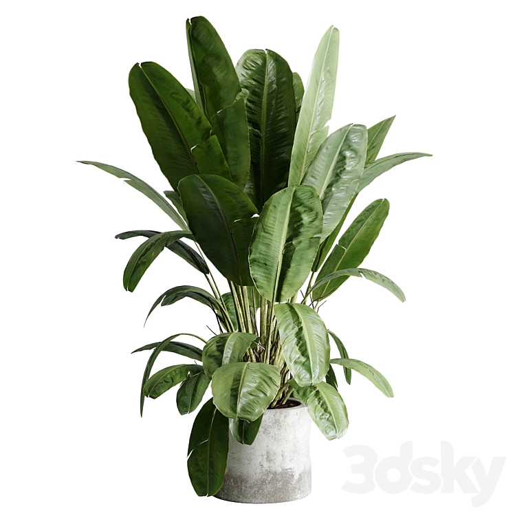 Ravenala madagascariensis plant - indoor plant set 508 - Indoor - 3D model