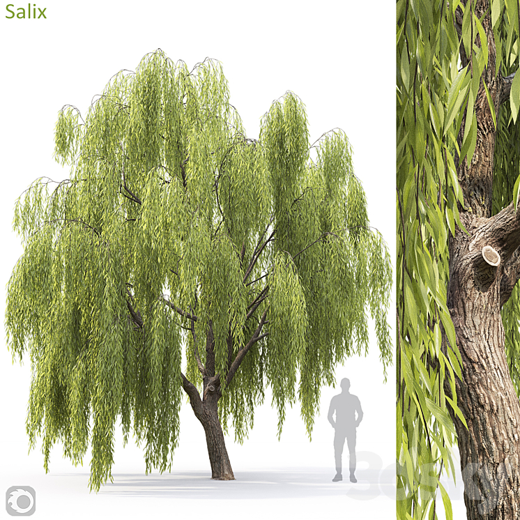 Salix - Tree - 3D model