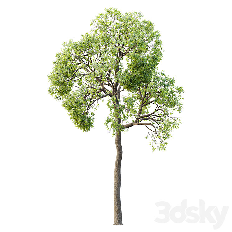 HQ Plants Shorea Robusta Sal Tree04 - Tree - 3D model