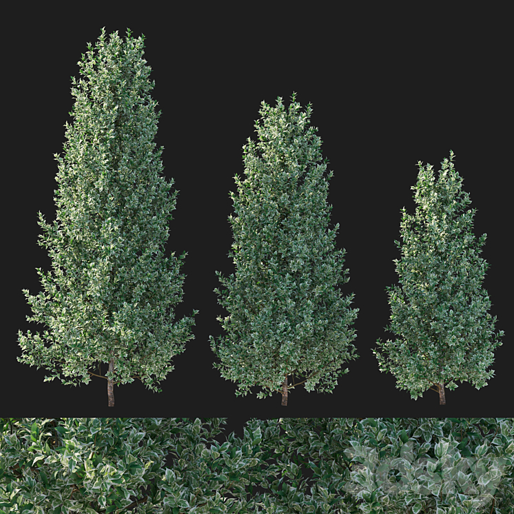 Ficus benjamina Golden King_Weeping Fig 03 - Bush - 3D model