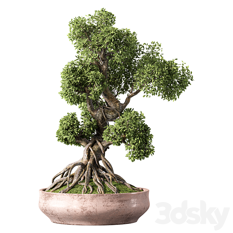 Bonsai Indoor Plant Set.152 - Indoor - 3D model