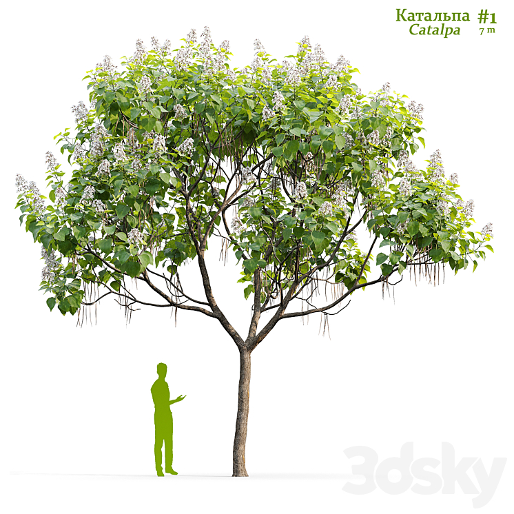 Catalpa #1 - Tree - 3D model