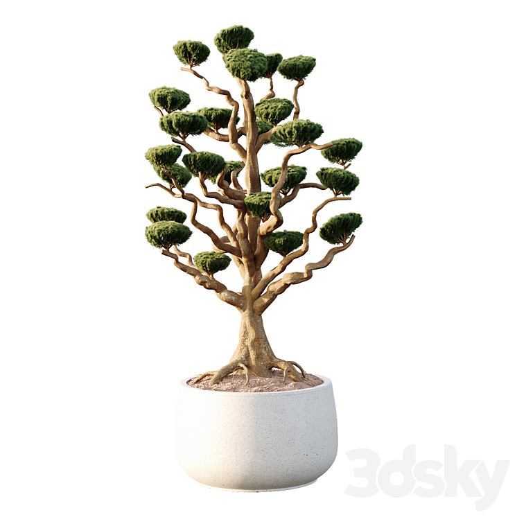 Potted sphere tree05 - Indoor - 3D model