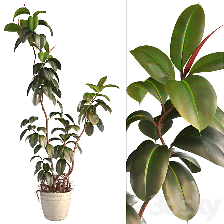 Bonsai Jungle Ficus Elastica Rubber Tree 337 - Indoor - 3D model