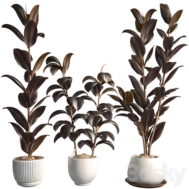 Bonsai Jungle Super Black Ficus Elastica Rubber Tree 340 - Indoor - 3D ...
