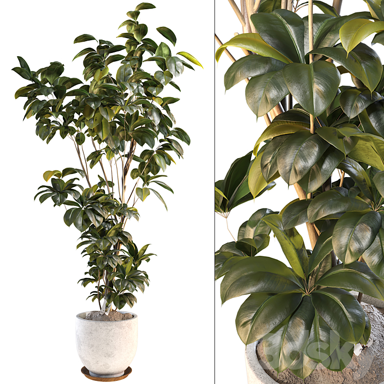 Bonsai Jungle Ficus Elastica Rubber Tree 341 - Indoor - 3D model