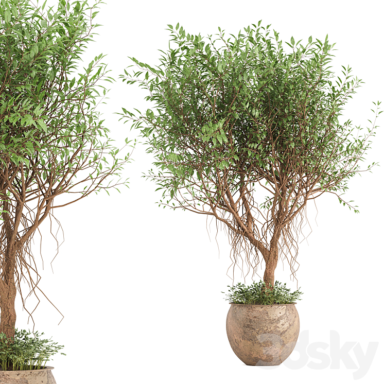 indoor green shrub - Indoor - 3D model