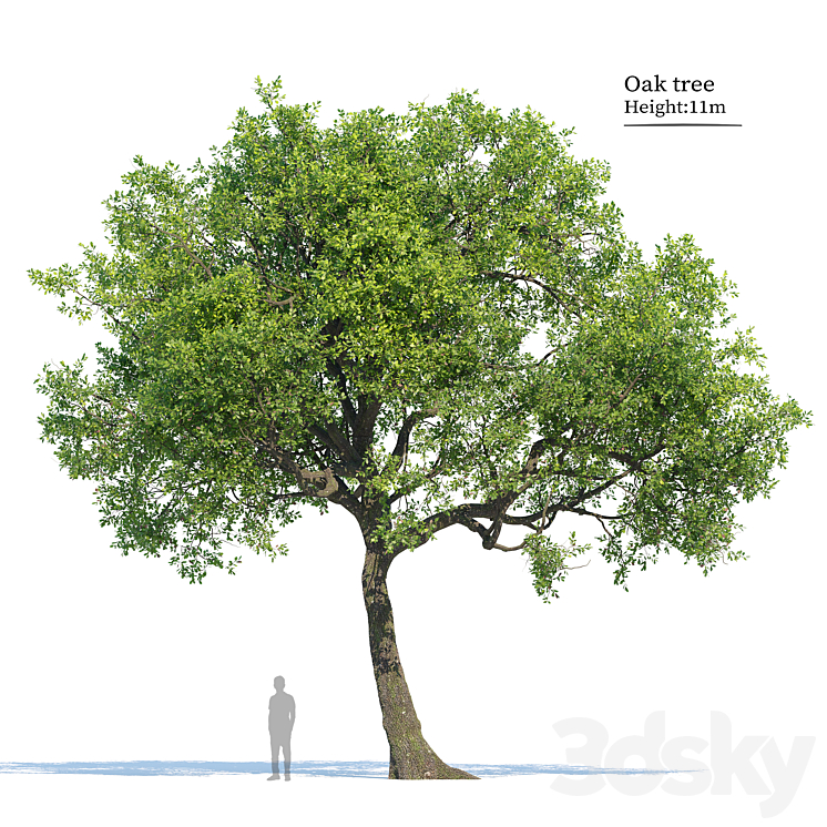 Oak tree 06 - Tree - 3D model