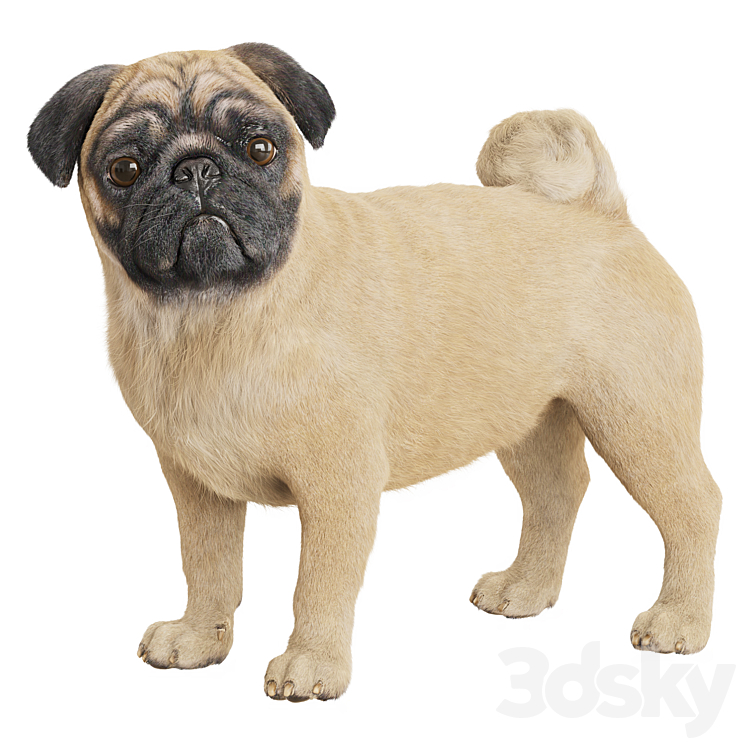 Realistic 3D model of a pug dog - Creature - 3D model