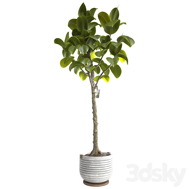 Bonsai Jungle Ficus Elastica Rubber Fig Tree 348 - Indoor - 3D model