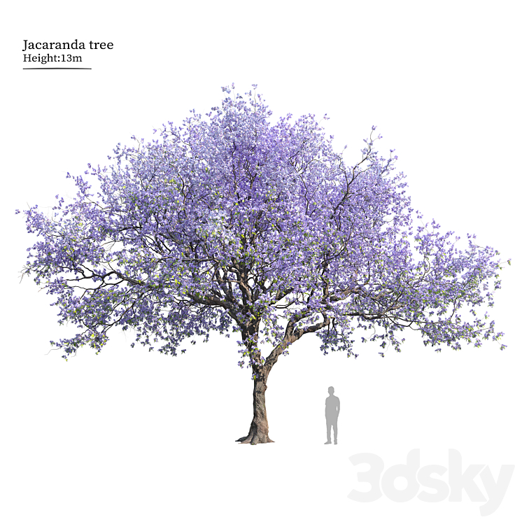 Jacaranda tree 02 - Tree - 3D model